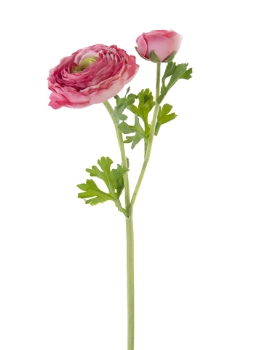 American Best. RANUNCULUS